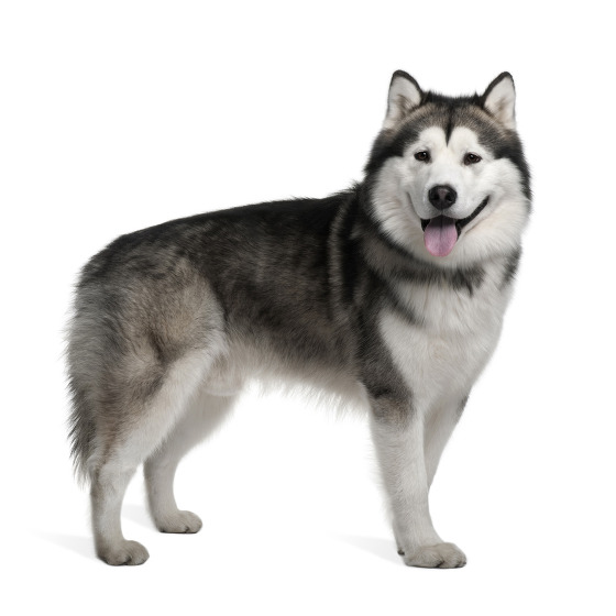 Dog Alaskan Malamute: traits, characteristics and origin