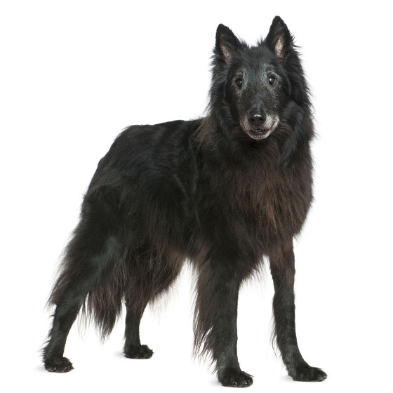 Dog Greenland Dog: traits, characteristics and origin